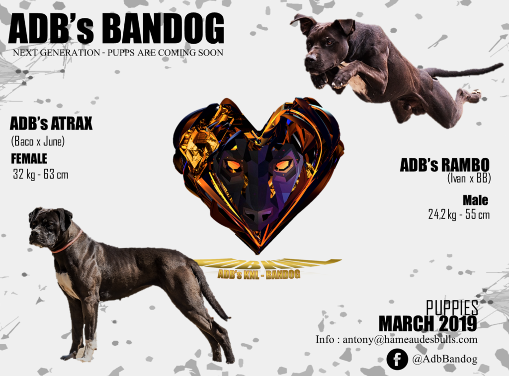 ADB’s RAMBO x ADB’s ATRAX – BANDOG – GESTATION CONFIRMEE | Hameau des Bulls