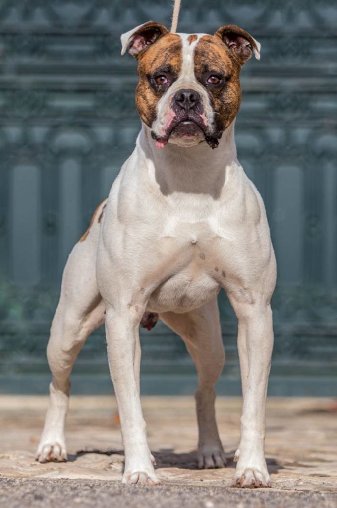 Races Bulldogs Américains | Hameau des Bulls