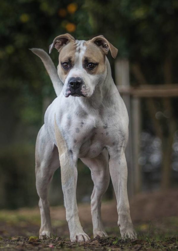 Races Bulldogs Américains | Hameau des Bulls