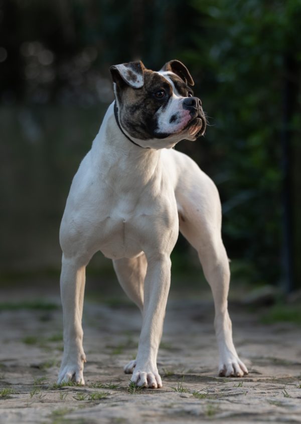 Races Bulldogs Américains | Hameau des Bulls