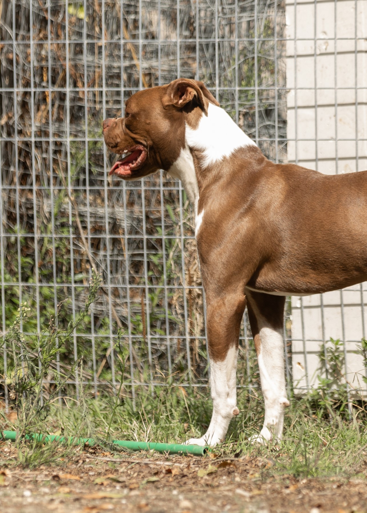 Races Hybride – Performance | Hameau des Bulls